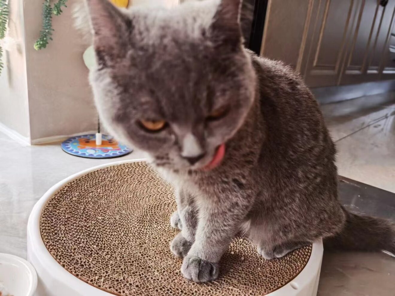 Paul’s Journey to Recovery: Overcoming Dry FIP with GS-441524 - Cure ...